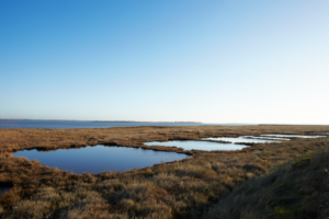 A Guide to Sea Salt: How it's Made and Where it Comes From - Maldon Salt